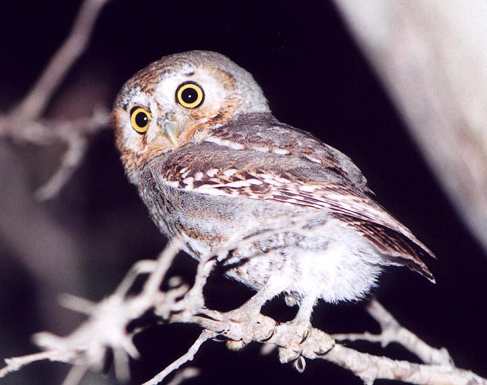 Category:Elf Owls | Guardians of Ga’Hoole Wiki | FANDOM powered by Wikia Category:Elf Owls | Guardians of Ga’Hoole Wiki | FANDOM powered by Wikia
