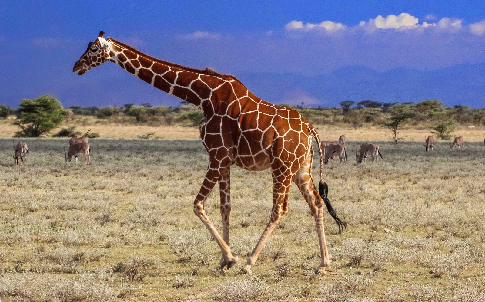 Reticulated Giraffe | The Parody Wiki | FANDOM powered by Wikia Reticulated Giraffe | The Parody Wiki | FANDOM powered by Wikia