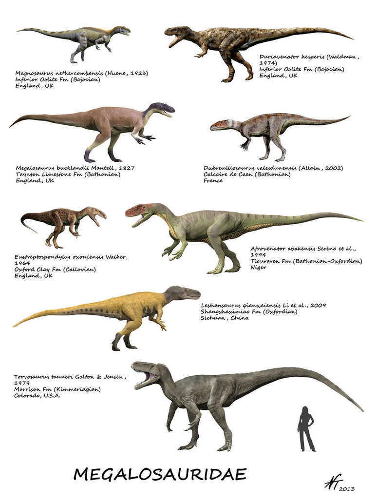 Megalosauridae Wiki Prehistórico Fandom Powered By Wikia