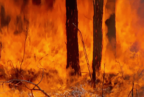 Image Forest Fire Science 101 Wikia Fandom Powered By Wikia