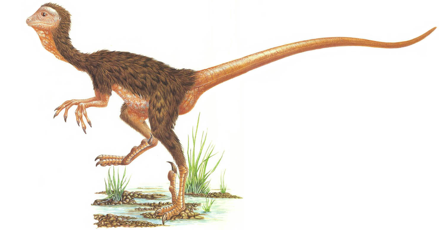 Springe Speculative Evolution Wiki Fandom Powered By Wikia