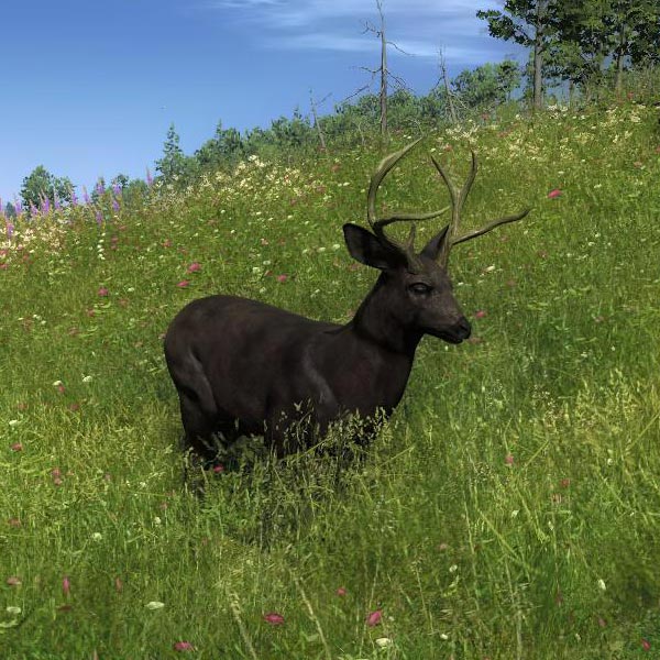 Hunting Tactics Roosevelt Elk The Hunter Wikia Fandom Powered By Wikia
