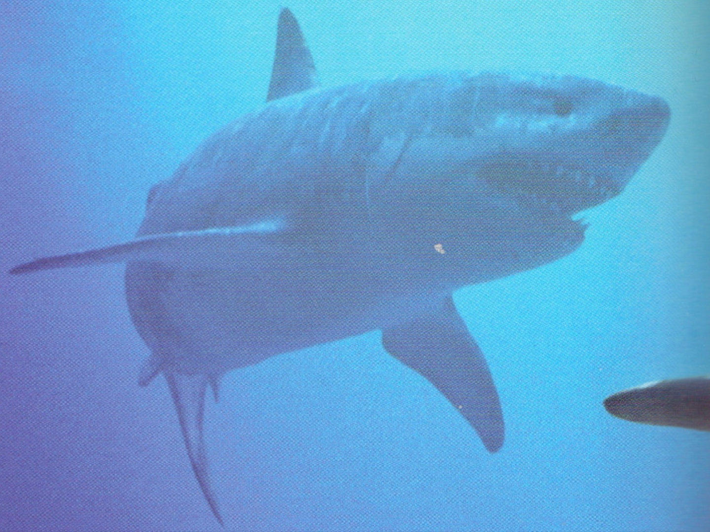 Megalodon Walking With Wikis Fandom Powered By Wikia