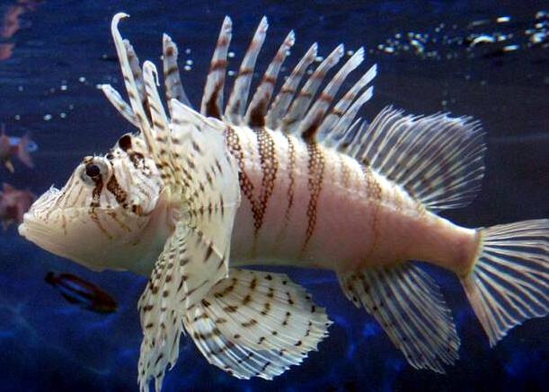 Zebra turkeyfish | Animal Crossing Wiki | FANDOM powered by Wikia Zebra turkeyfish | Animal Crossing Wiki | FANDOM powered by Wikia