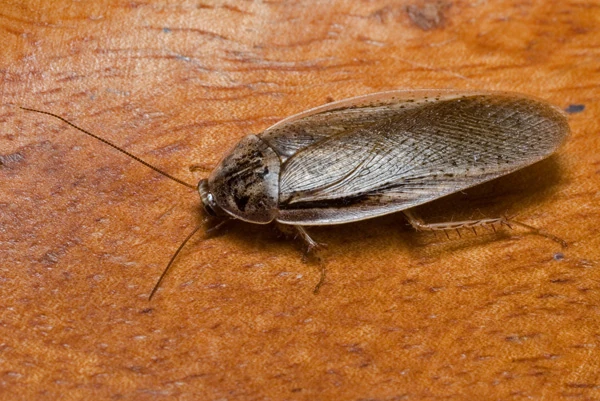 Speckled Cockroach | Animal Database | Fandom powered by Wikia