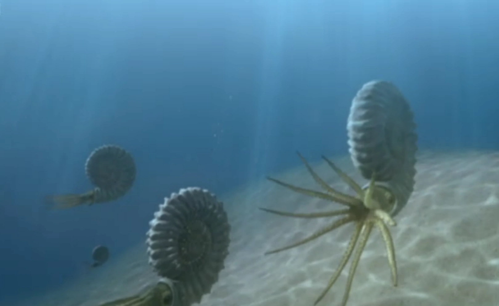 Ammonite | BBC Planet Dinosaur Wiki | FANDOM powered by Wikia