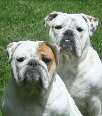 Boarhound | Beyonders Wiki | Fandom powered by Wikia