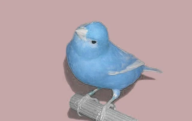 Image - Blue canary.jpg | Birds Wiki | Fandom powered by Wikia