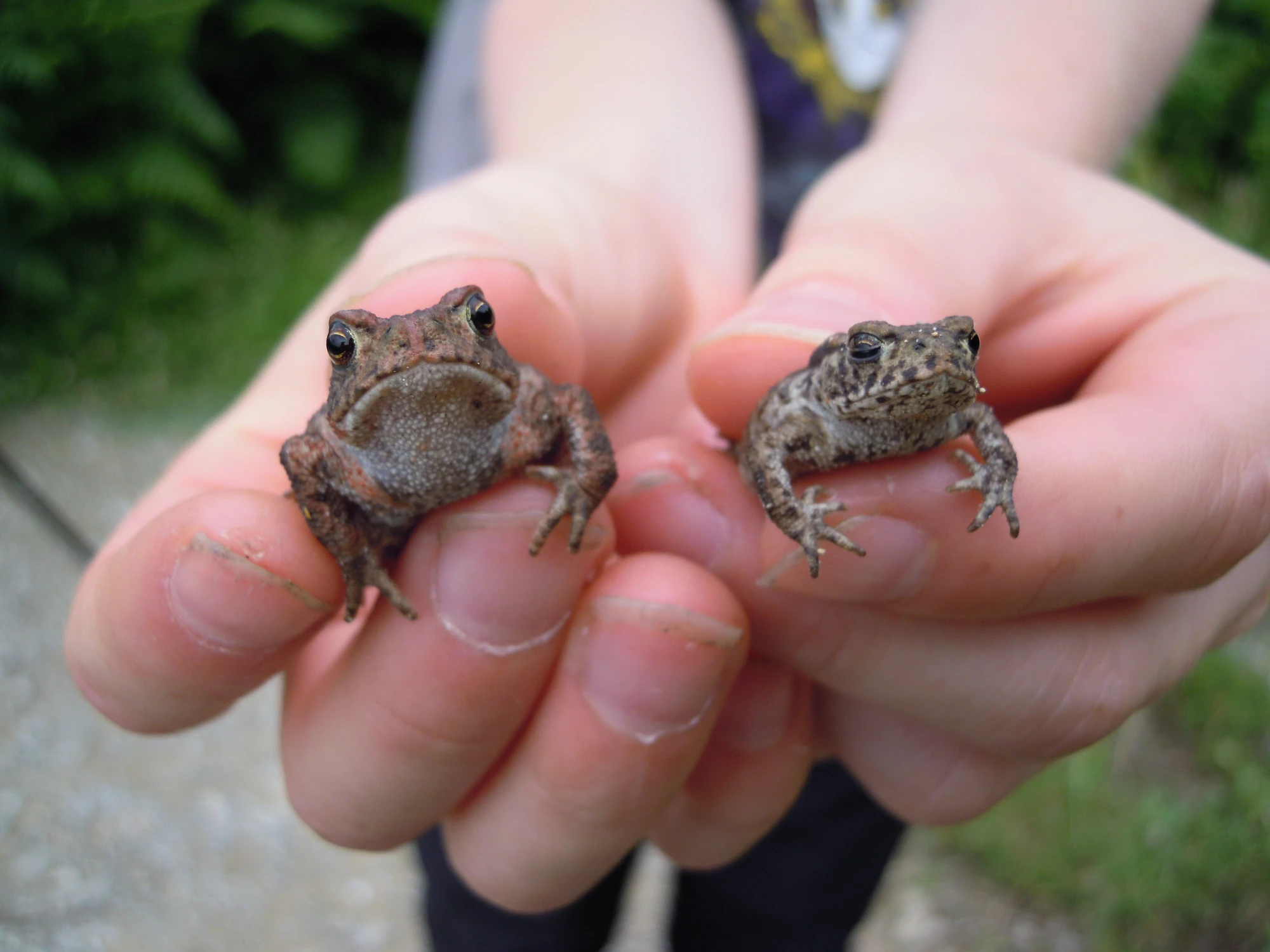 Common Toad | British Herping Wiki | Fandom powered by Wikia