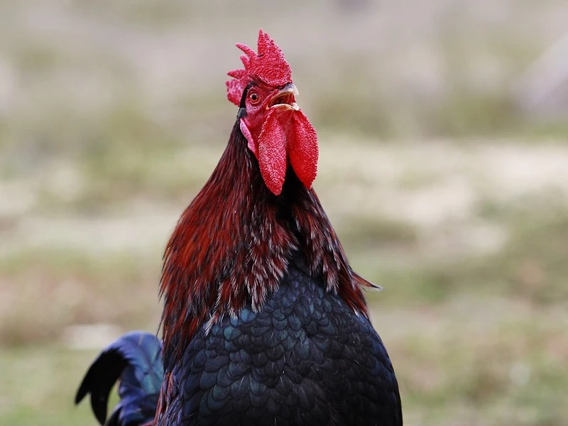 Image - Rooster crowing front view.jpg | Chicken Wiki | FANDOM powered ...