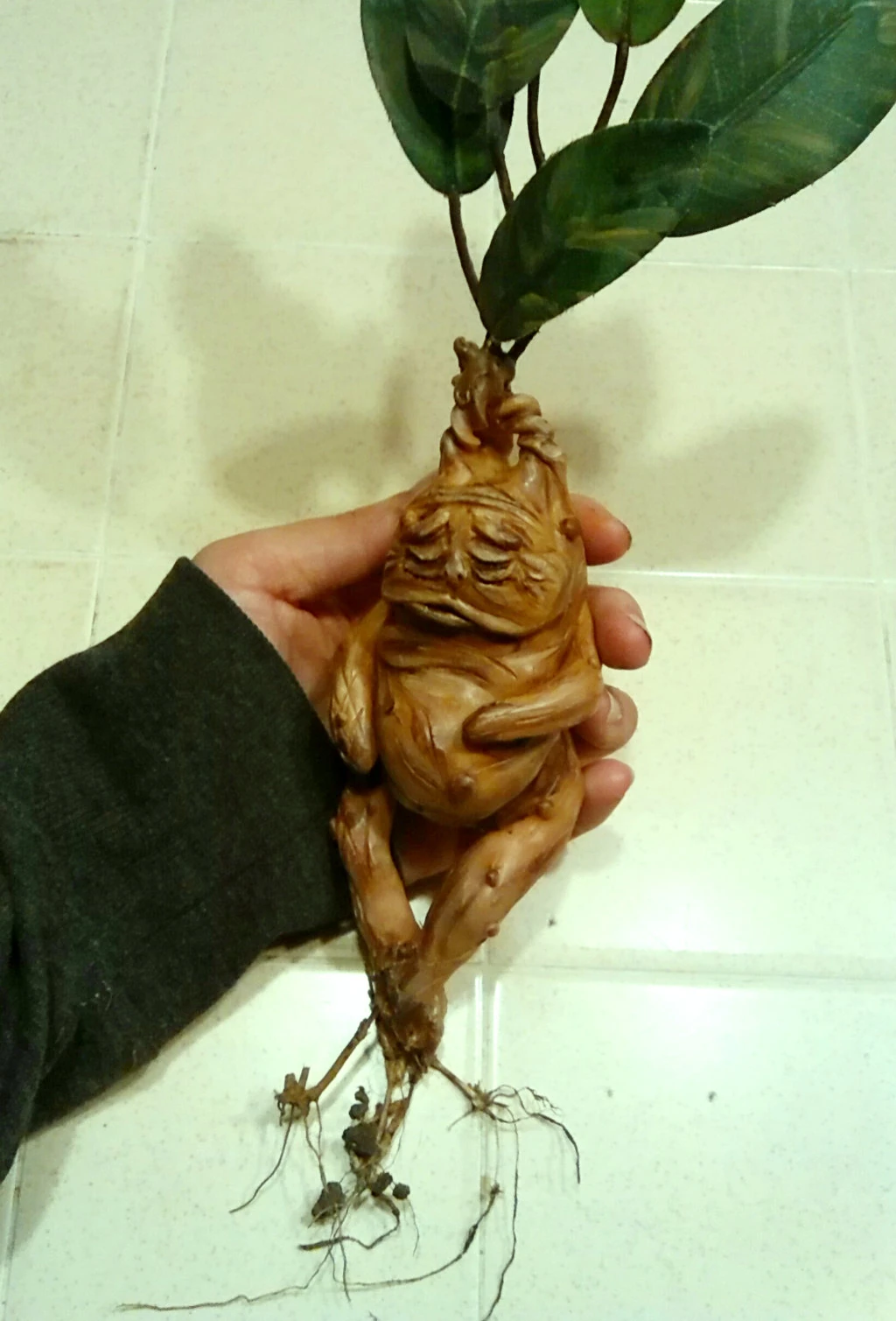 Image - The mandrake by xoxchrystalxox-d7fbum1.jpg | Cryptid Wiki ...