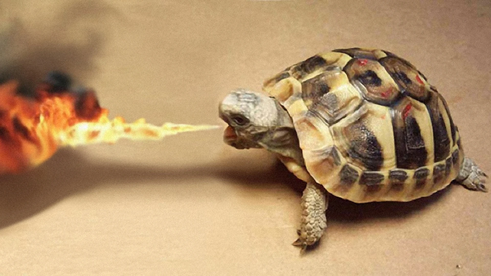 Image - Fire breathing turtle w1.jpeg | Darksiders Wiki | Fandom ...