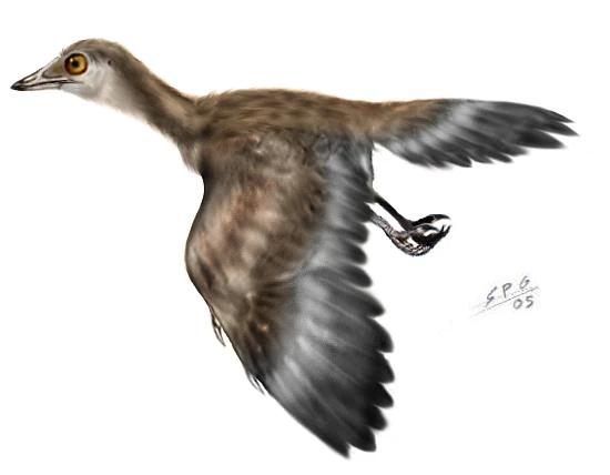Iberomesornis | Wiki Dino | Fandom powered by Wikia