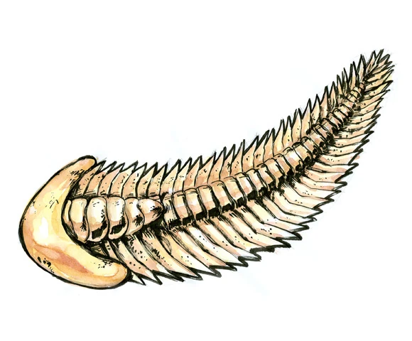 Spriggina | Wiki Dino | FANDOM powered by Wikia