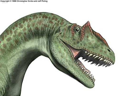 Image - Allosaurus head.jpg | Dinosaur Wiki | Fandom powered by Wikia