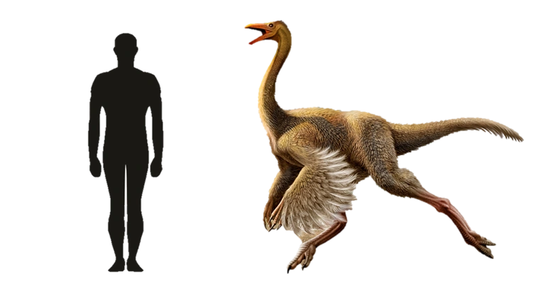 Image - Struthiomimus Size Comparison.png | Dinopedia | Fandom powered ...