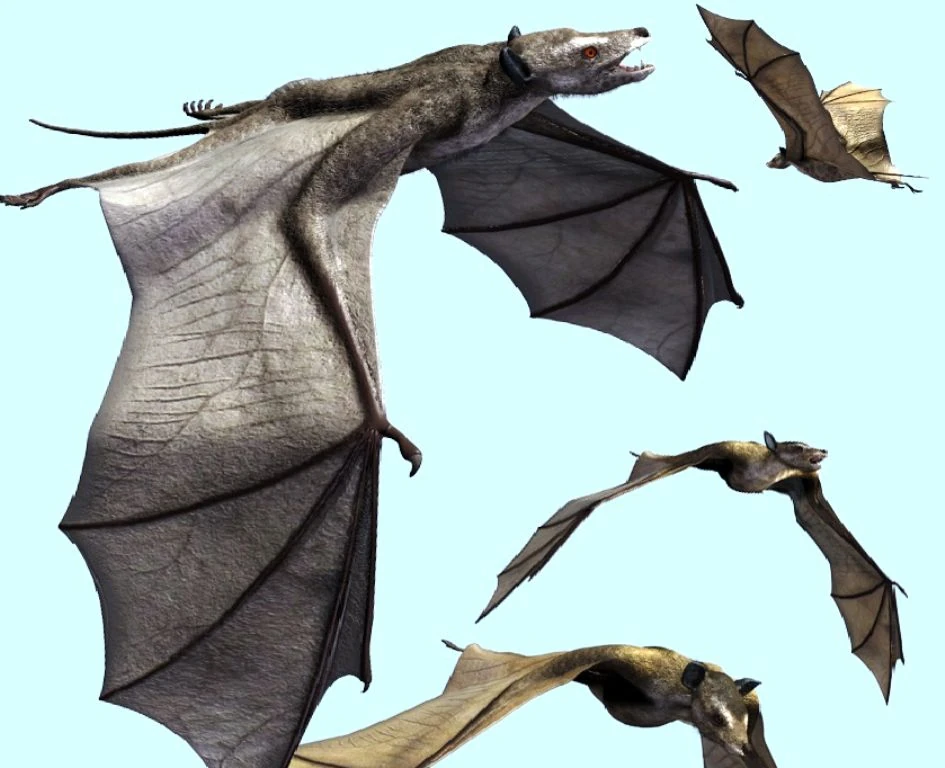 Icaronycteris | Dinopedia | Fandom powered by Wikia