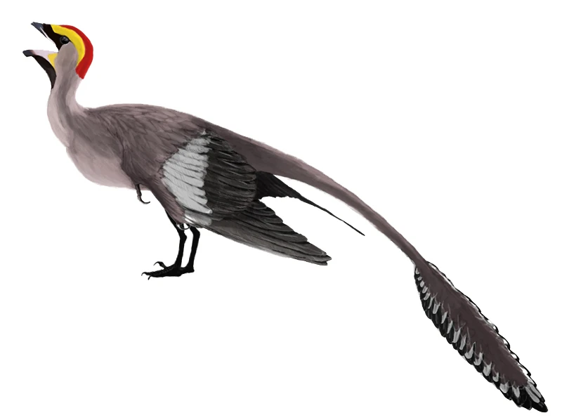 Jeholornis | Dinopedia | Fandom powered by Wikia
