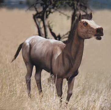 Hipparion | Dinopedia | Fandom powered by Wikia