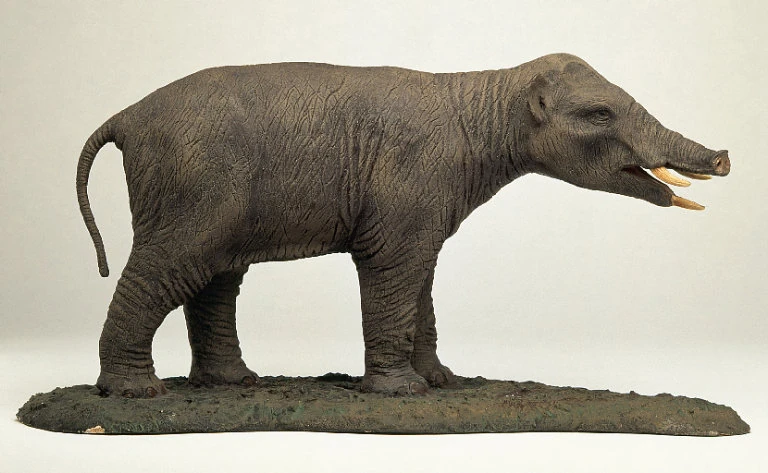 Phiomia | Dinopedia | FANDOM powered by Wikia