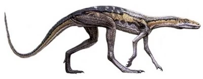 Lagosuchus | Dinopedia | Fandom powered by Wikia