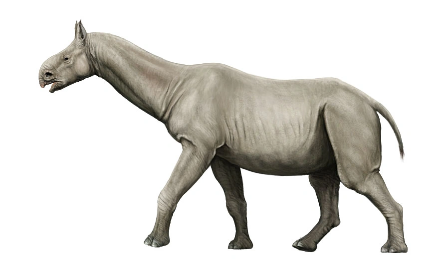 Paraceratherium | Dinopedia | FANDOM powered by Wikia