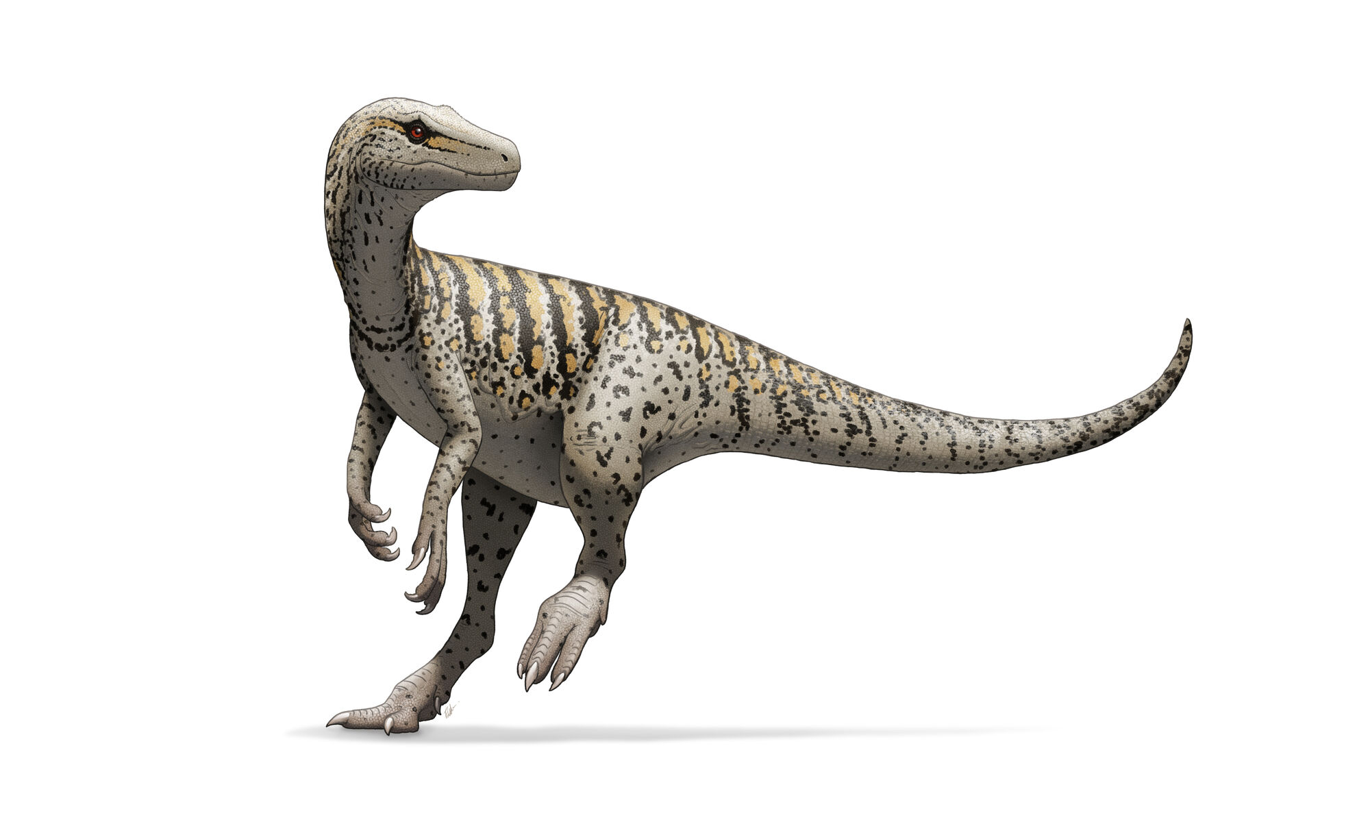 Herrerasaurus Dinopedia Fandom Powered By Wikia