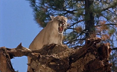 Big Red | Disney Wiki | Fandom powered by Wikia