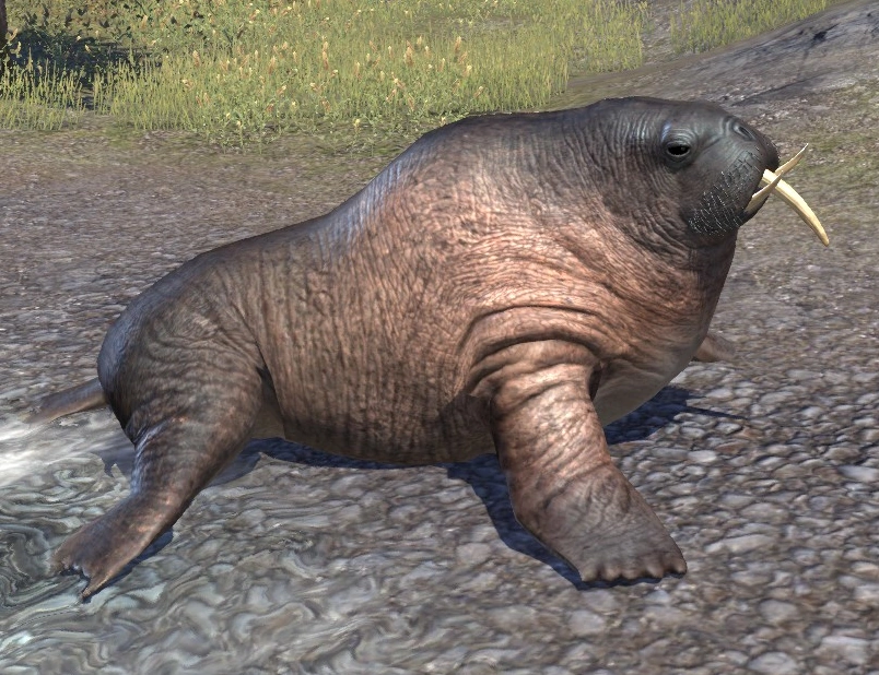 Horker (Online) | Elder Scrolls | FANDOM powered by Wikia