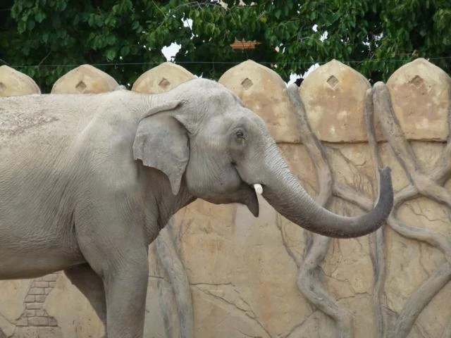 Naing Thein | EleWiki | Fandom powered by Wikia