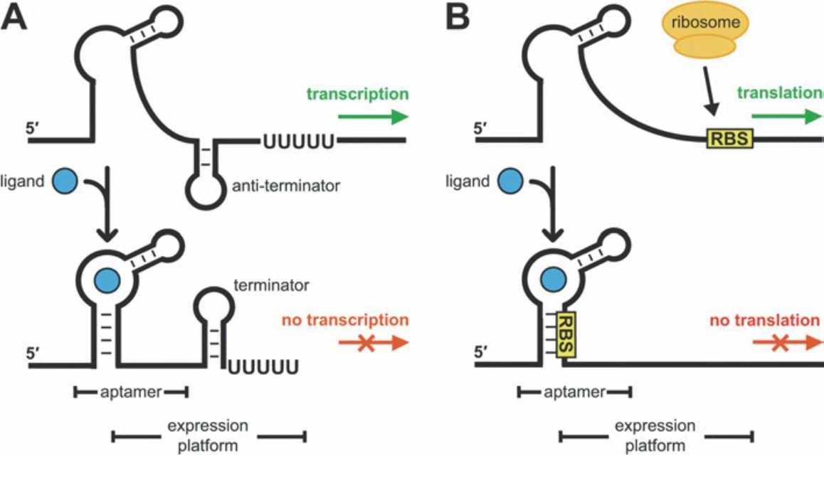 Riboswitch | EteRNA Wiki | Fandom powered by Wikia