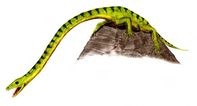 Tanystropheus | Fossil Wiki | Fandom powered by Wikia