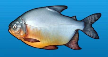 Paku | Fishing Superstars Wiki | Fandom powered by Wikia