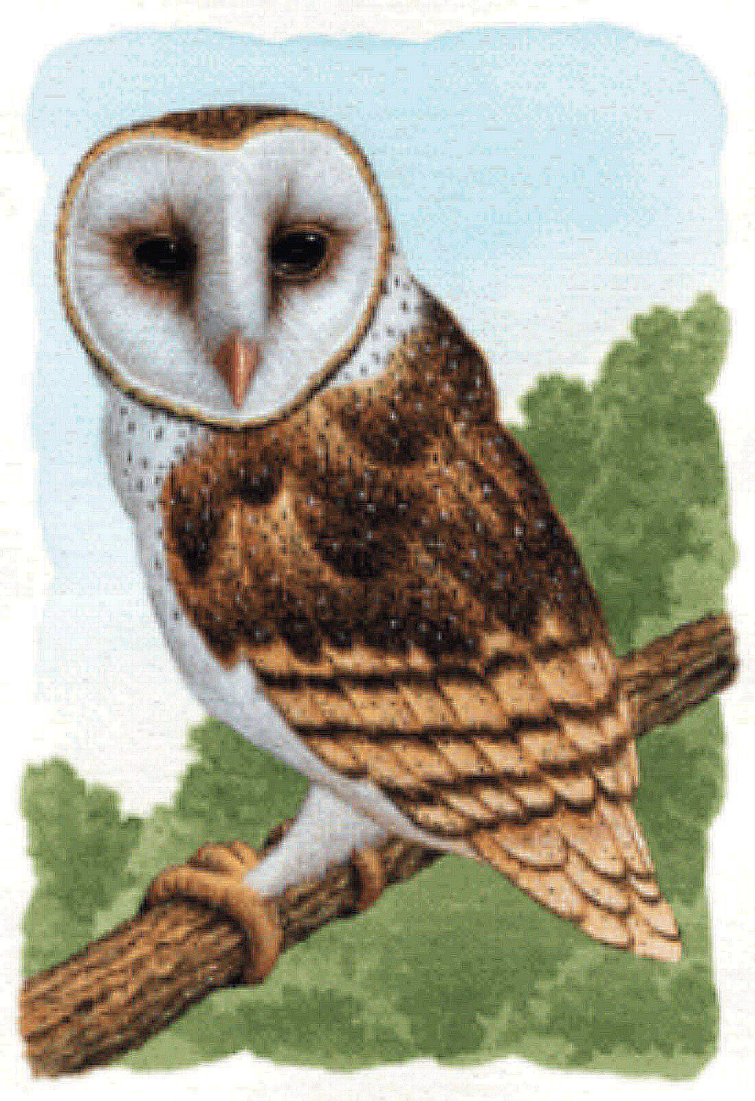 Category:Owls | Guardians of Ga’Hoole Wiki | FANDOM powered by Wikia Category:Owls | Guardians of Ga’Hoole Wiki | FANDOM powered by Wikia