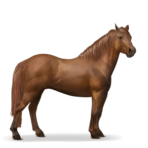 New-Forest-Pony | Howrse-Wiki | Fandom