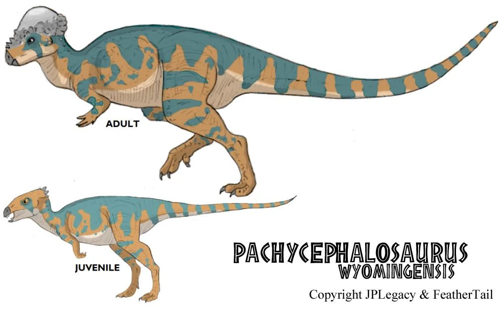 Pachycephalosaurus wyomingensis | JPL Live the Legend Wiki | FANDOM ...