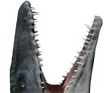 Archivo:Mosasaurus-info-graphic.png | Jurassic Park Wiki | Fandom ...