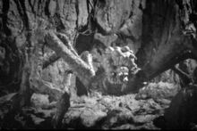 Pit Spider | King Kong Wiki | FANDOM powered by Wikia