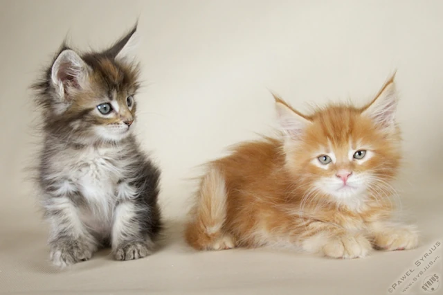 Maine Coon | Kocia Encyklopedia | Fandom powered by Wikia