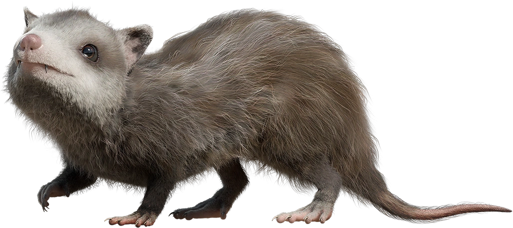 Alphadon | Land Before Time Wiki | Fandom powered by Wikia