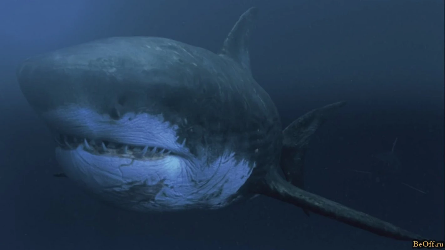 Mega Shark | Mega Shark Wiki | Fandom powered by Wikia