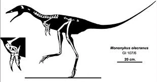 Mononykus | Mesozoic Wiki | Fandom powered by Wikia
