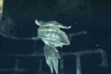 Ceadeus - Wiki L'encyclopédie Moga - Wikia