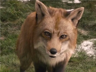 Mr. Fox | The Chronicles of Narnia Wiki | Fandom powered by Wikia