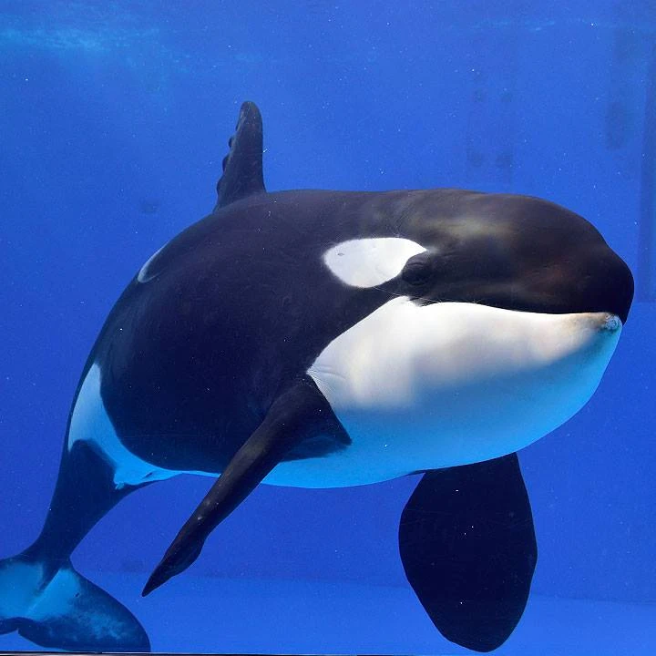 Category:Earth | Orca Pod Wiki | Fandom powered by Wikia