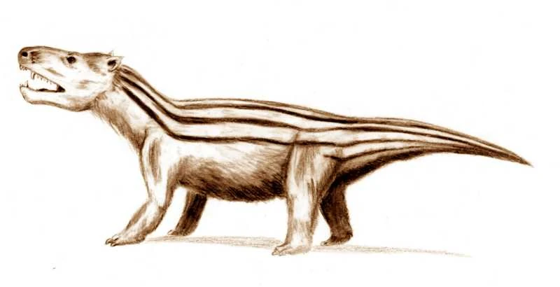 Cynodont | Paleontology Wiki | FANDOM powered by Wikia