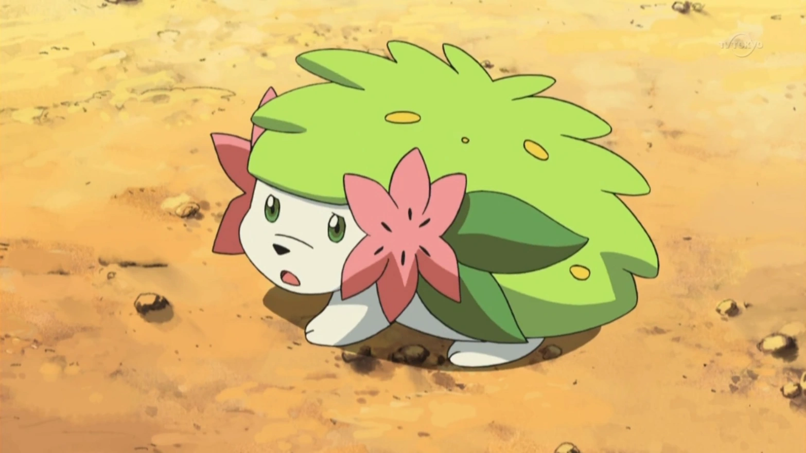 Shaymin (anime) | Pokémon Wiki | Fandom powered by Wikia