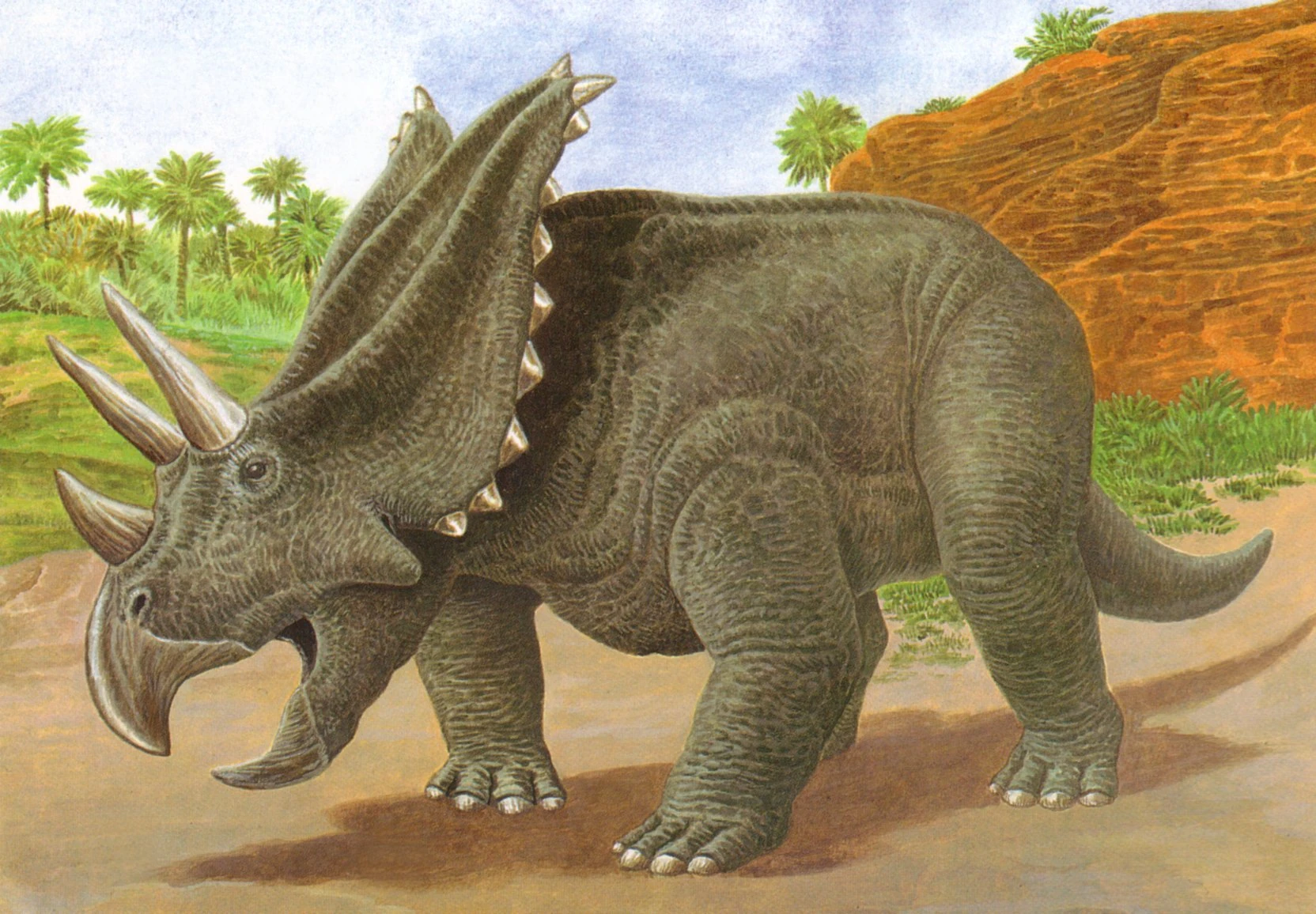 Chasmosaurus | Wiki Prehistórico | FANDOM powered by Wikia