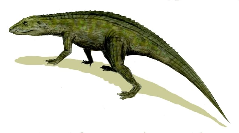 Protosuchus | Wiki Prehistórico | Fandom powered by Wikia