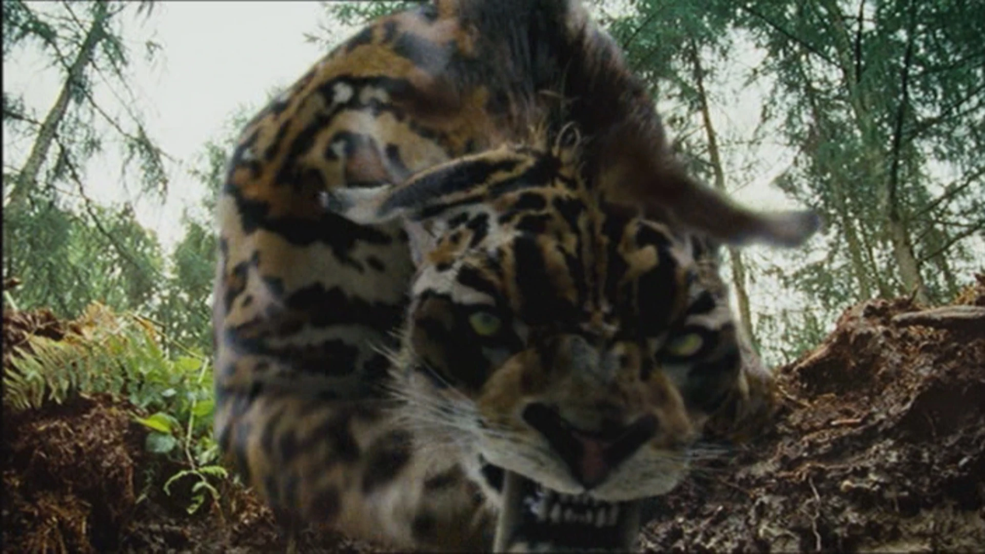 Image - 2x3 Smilodon 23.jpg | Anomaly Research Centre | Fandom powered ...